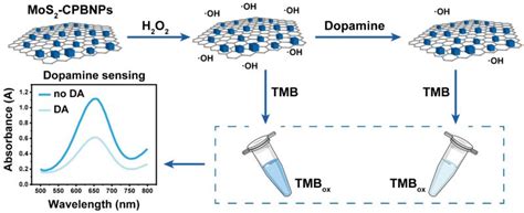 Prussian Blue Nanoparticle For Colorimetric Detection Of Dopamine Biosensors Mdpi Posted On