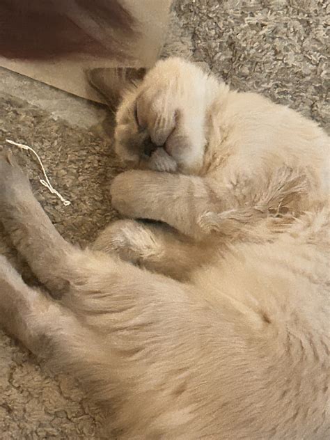 Ragamese Thecatsite