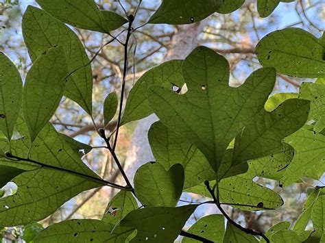 Sassafras Brandywine Native Garden Hub