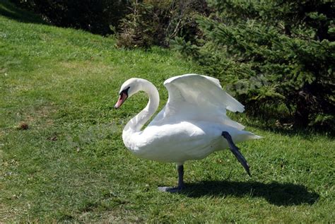 Linux Wolf Pack Linux Resources Help Software Articles And More