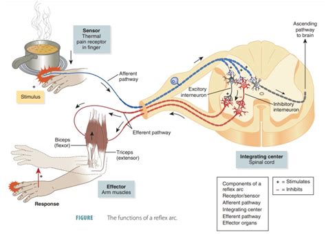 Somatic Nervous System Peripheral Nervous System