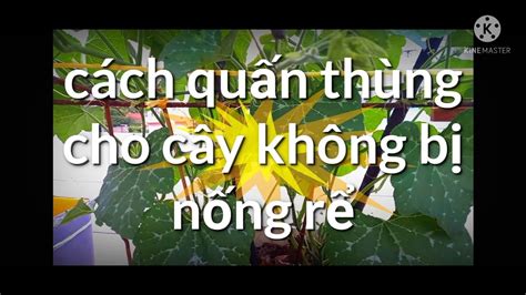 tranngoctung vlogtonghop VƯỜN RAU SẠCH hôm nay chia sẽ cách quấn thùng
