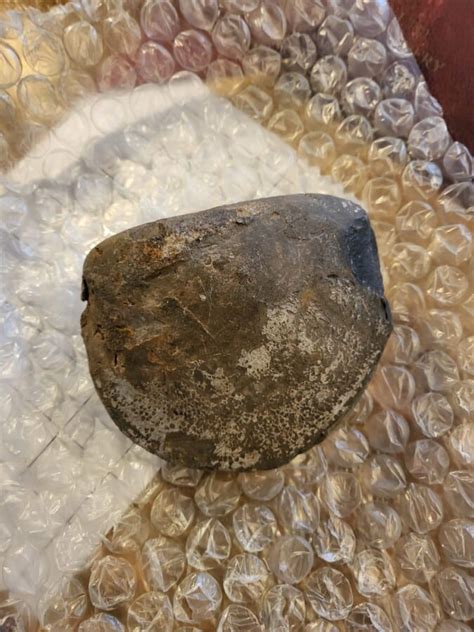 Jurassic Fossilised Giant Mussel Shell 110 Million Years Old Antiques