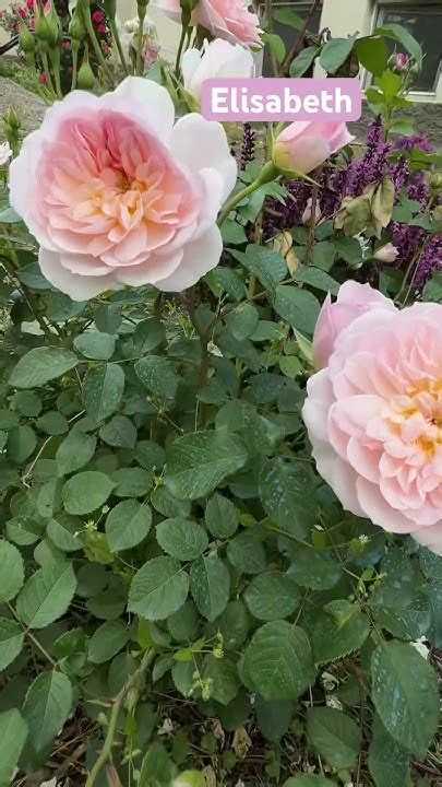 ელისაბედი დევიდ ოსტინის ვარდი Elisabeth Rose David Austin ვარდი Roses Gardening Youtube