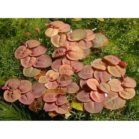 Филлантус плавающий (Phyllanthus fluitans). магазине ammania.ru ...