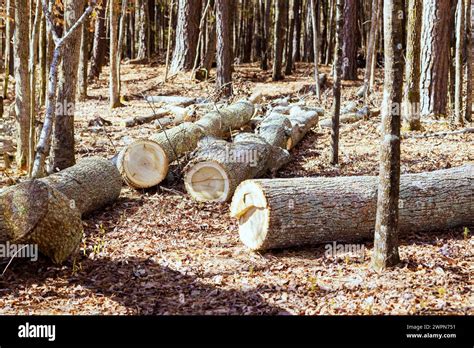 Tree Logs Are Stacked In Forest Before Being Sent To Sawmill After