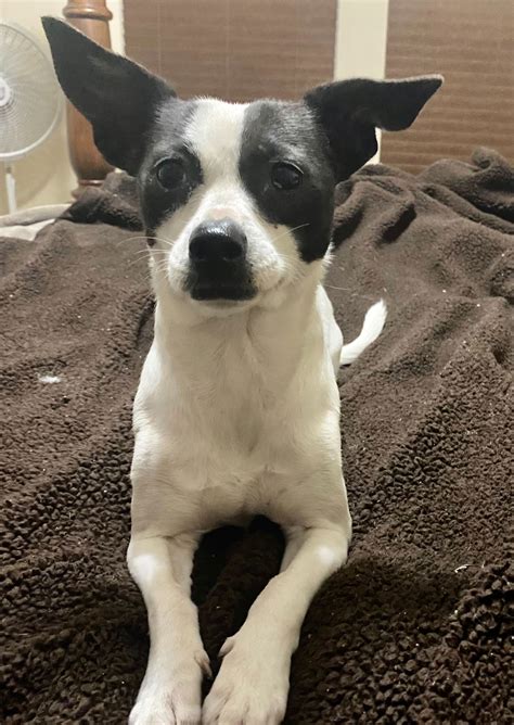 Dog For Adoption Masie A Rat Terrier In Levittown Ny Alpha Paw