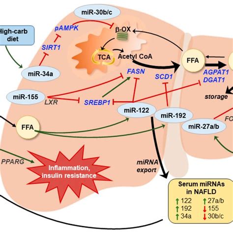 In Normal Liver Mir 122 192 And 155 Act As Suppressors Of Lipid