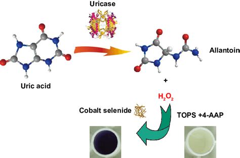 Scheme 1 Schematic Illustration Of The Colorimetric Assay For The Download Scientific Diagram