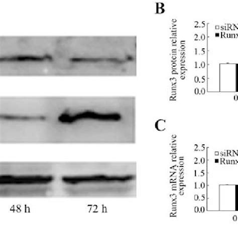 Effects Of Ectopic Runx3 Expression And Sirna Interference A C