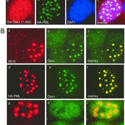 Interaction Between Daxx And Pml In Vivo A Interaction Of Daxx With Download Scientific