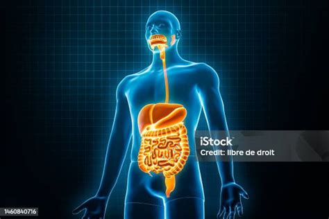 전체 인간 소화 시스템의 X선 전방 또는 전면 보기는 남성의 신체 윤곽이 있는 3d 렌더링 그림입니다 인체 해부학 위장관 의료 생물학 과학 의료 개념 복부에 대한 스톡 사진