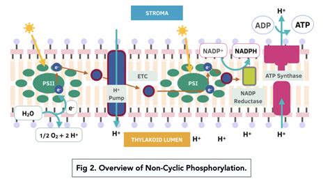 Cyclic And Non Cyclic Phosphorylation A Level Biology Study Mind