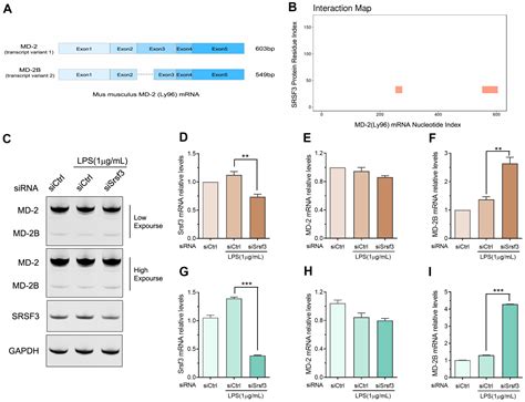 Srsf3 Knockdown Inhibits Lipopolysaccharide Induced Inflammatory Response In Macrophages