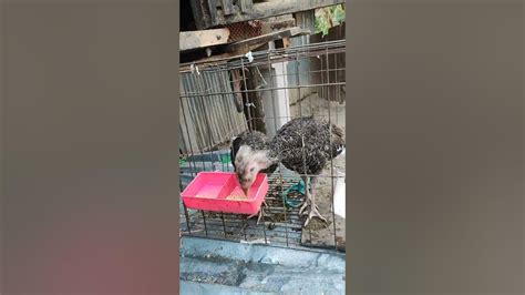 টার্কি মুরগীর বাচ্চা Youtubeshorts Youtube