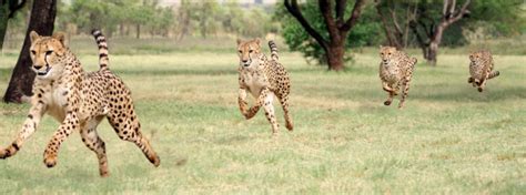 Animated  With Ffmpeg Palettegen Discovergrid