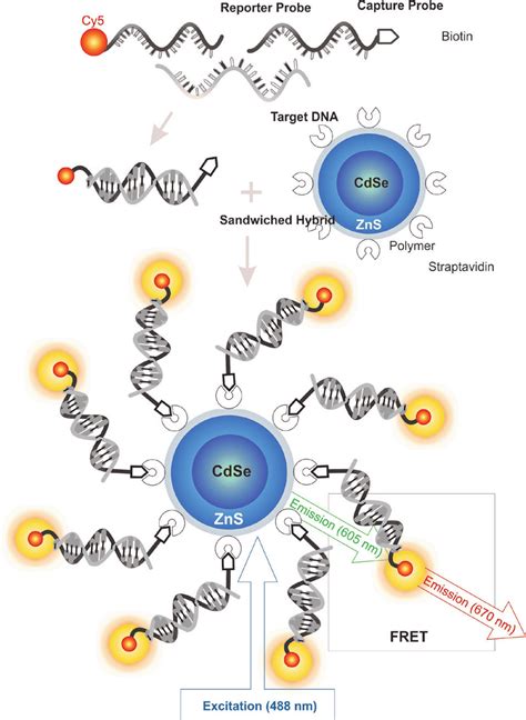 Schematic Representation Of Fluorescence Resonance Energy Transfer