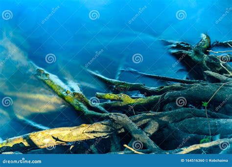 Tree Roots In The Water Stock Photo Image Of Pond Reflect 164516360