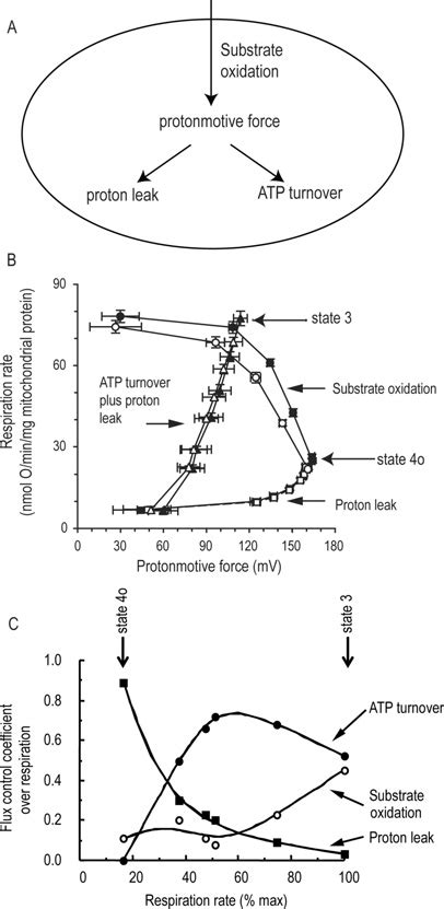 Modular Kinetic Analysis And Modular Control Analysis Download Scientific Diagram