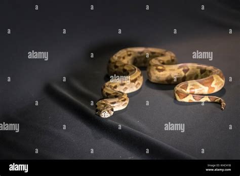 Royal Or Ball Python Snake Isolated On Black Background Stock Photo Alamy