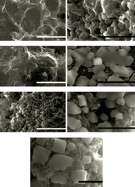 9 Sem Micrographs Of Mwnts Ha Composites Recorded After A 7 B 14