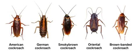 Types Of Cockroaches Roach Bait Cockroach Bait Store Types Of Cockroaches Roach Bait Cockroach Bait Store