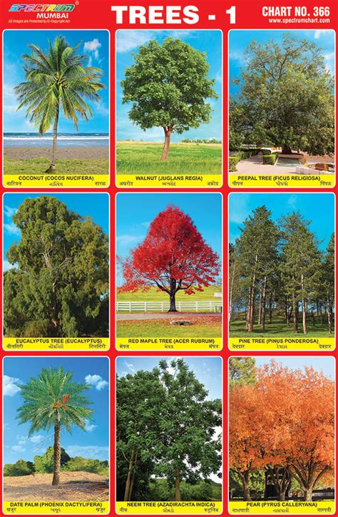 Types Of Trees Chart