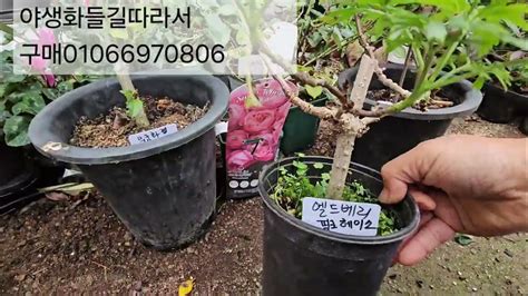 야생화들길따라서 01066970806엘드베리핑크분홍겹무궁화유럽장미 고히하나비들꿩짜보돌담품분호청색초연초 옥매화분홍 유구마취목청하쑥부쟁이 구절초 Youtube