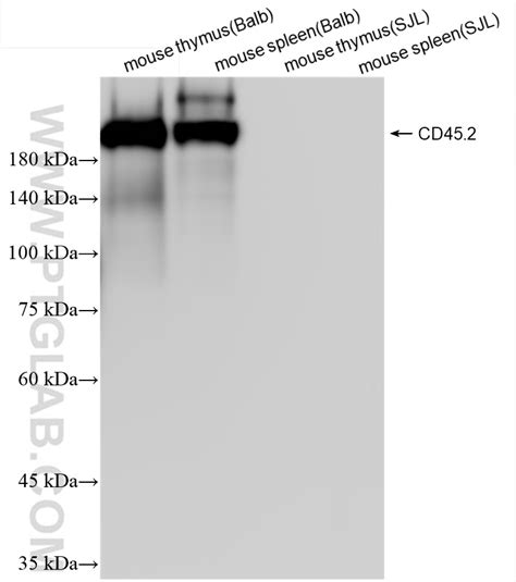 Cd45 2 Antibody 84637 1 Rr Proteintech