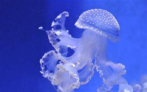 動物圖集深海美麗精靈水母 每日頭條