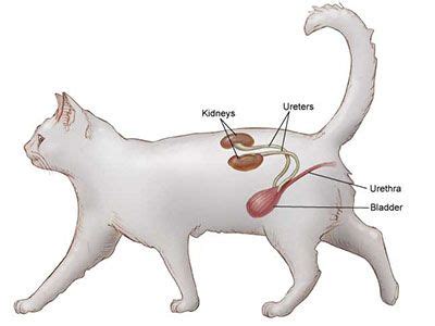 Male Cat Urethra Anatomy