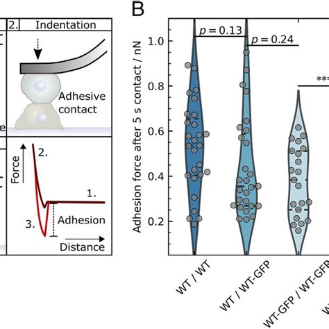 Differential Intercellular Adhesion Of Wt And Dkd Cells A Afm Based Download Scientific