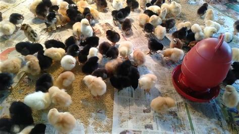 টাইগার মরগির বাচ্চা Youtube