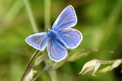 Cycle Jogle For Butterflies Dorset Butterflies