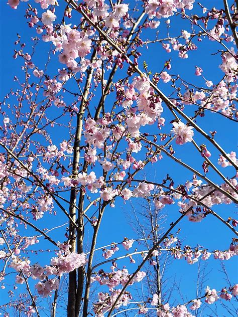 Prunus Accolade Wykeham Mature Plants