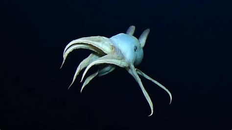 Watch Ghostly Dumbo Octopus Swim With Its Massive Ears In Rare New