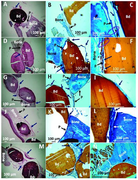 Samples Implanted In The Cranial Bone Defect A C F1 D F F2