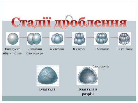 Запліднення Періоди онтогенезу багатоклітинних організмів ембріогенез і постембріональний