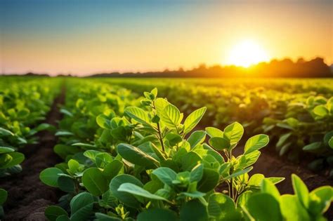 Premium Ai Image A Tractor Applying Pesticides And Fertilizer To A Soybean Field Generative Ai