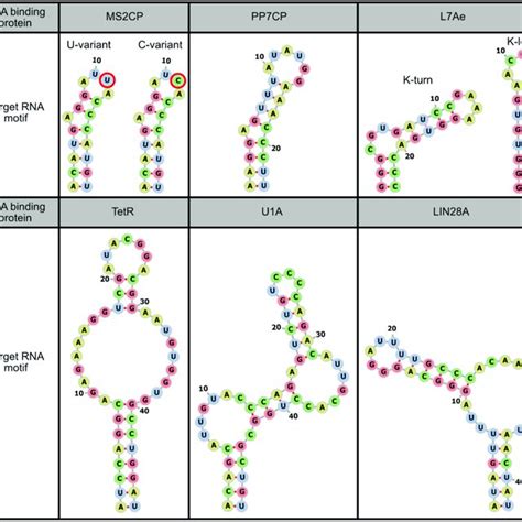 Target Rna Motifs Of Representative Rna Binding Proteins Sequences And