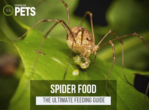 What Do Jumping Spiders Eat Top 7 Jumping Spider Foods