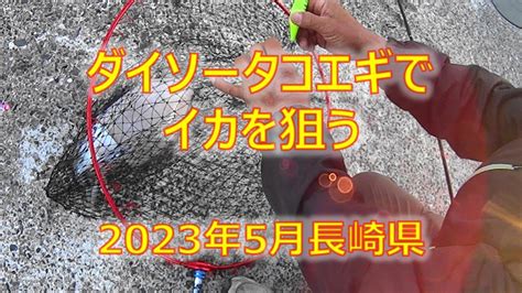 ダイソータコエギでイカを狙う 浅瀬で見えイカを狙う 長崎県2023年5月 YouTube