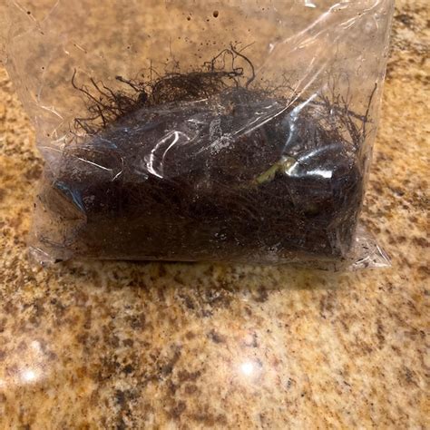 10 Ostrich Fern Bare Root Fiddlehead Matteuccia Struthiopteris Perennial Wildflower Transplant