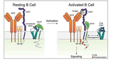 Proposed Model For The Disengagement Of The Cd81 During B Cell Download Scientific Diagram