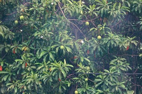 This Is A Mango Tree By The Side Of The Road That Has Quite Dense Fruit
