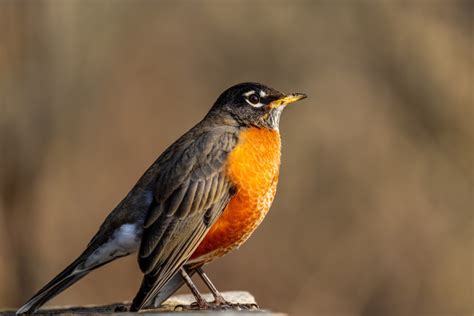 When Do Robins Fledge Birdfy