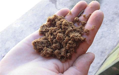 Как применять костную муку как удобрение в саду и огороде состав