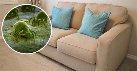 ხელნაკეთი საშუალება დივნებისა და ხალიჩების გასაწმენდად რჩევები ვივიენისგან