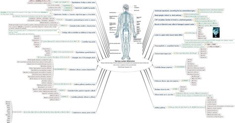 Nervous System Mind Map Nervous System Nervous Anatomy Images