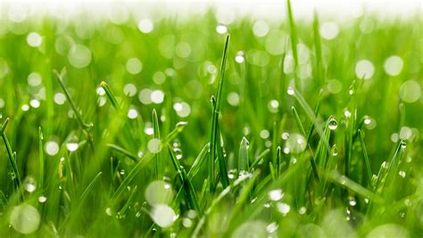 Grass Fed Standard Benchmark For Quality Beef